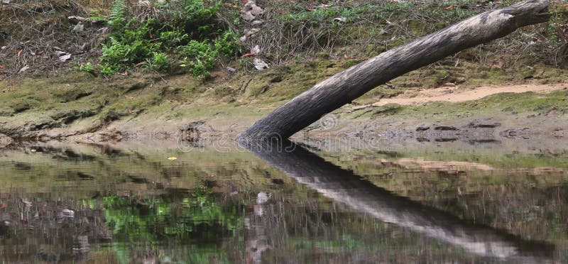 Broken Tree Under Water with Rain Forest Stock Photo - Image of nature ...