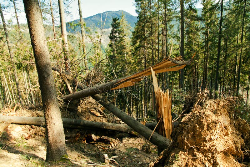 Broken tree wind disaster stock photo. Image of hurricane - 55080496