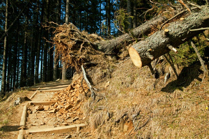 Broken tree wind disaster stock image. Image of hurricane - 55080531