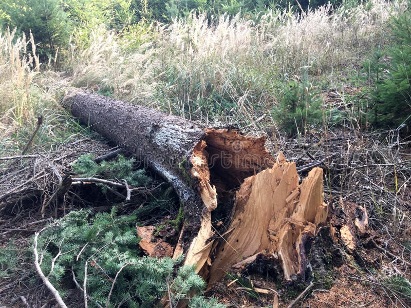 Broken tree after the wind stock photo. Image of damaged - 105127196