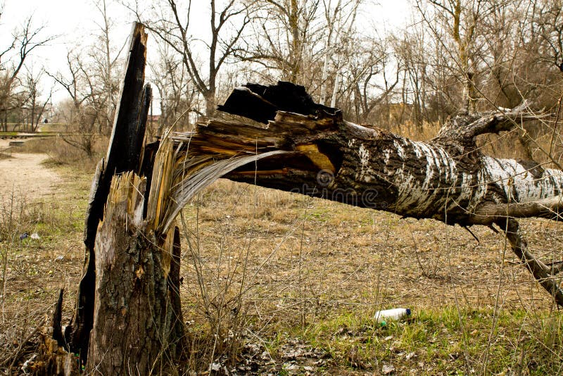 Broken tree stock photo. Image of outdoor, overthrown - 68176572