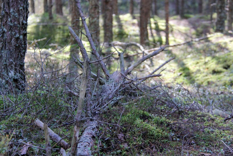 Broken Tree in Wood. Branches of Broken Trees in the Forest Stock Image ...
