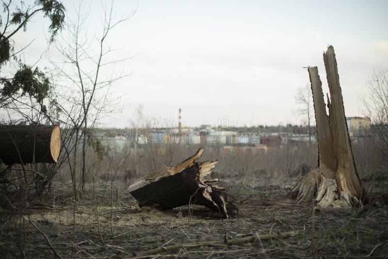 Broken Tree in Woods. Large Spruce Tree Fell Stock Image - Image of ...