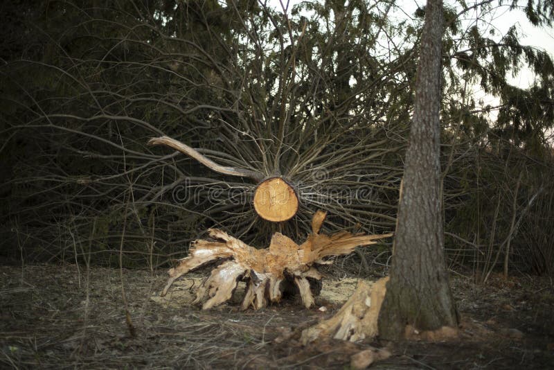 Broken Tree in Woods. Large Spruce Tree Fell Stock Photo - Image of ...