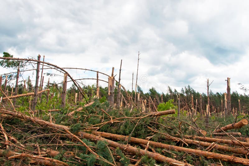 The broken trees stock photo. Image of forest, trouble - 26125912