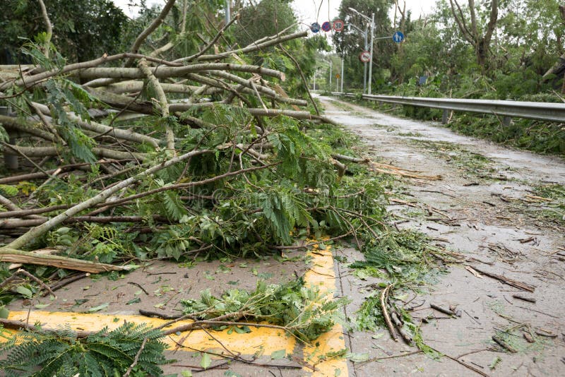 Broken trees fall down stock image. Image of dangerous - 132817307