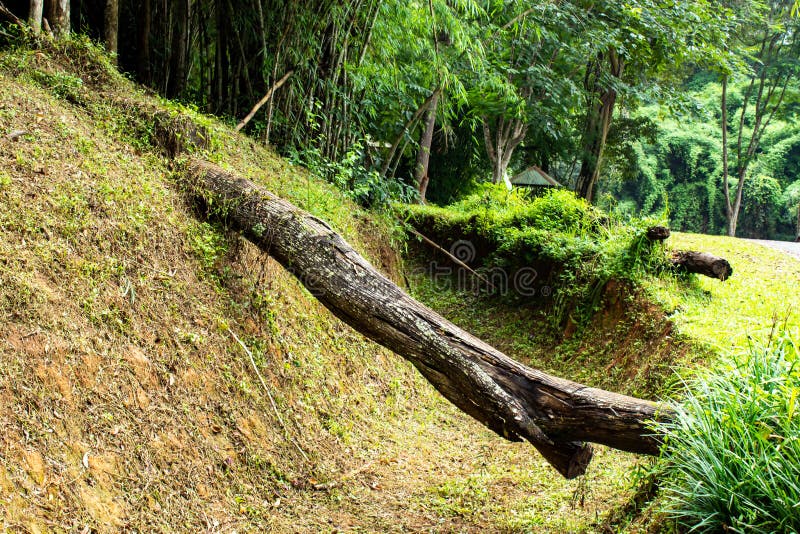Broken Trees Falling Down on Earth at Si Dit Waterfall. Stock Photo ...
