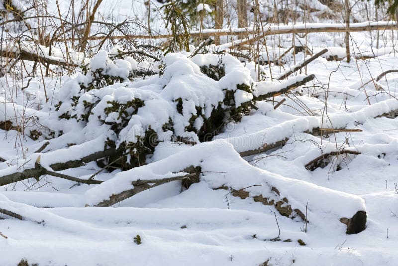 Broken Trees in the Forest are Covered with Snow Stock Photo - Image of ...