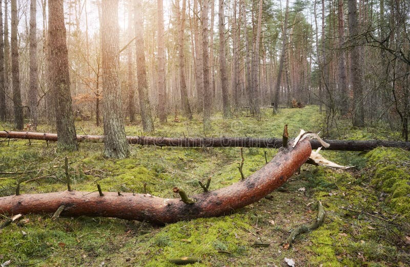 Broken Trees in a Forest after a Hurricane Stock Photo - Image of wood ...