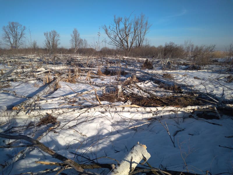 Broken Trees in the Forest in Winter Snow Stock Image - Image of ...