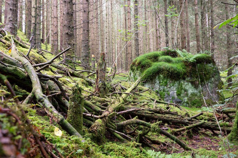 Broken Trees in Deep Forest, Trunks Rotting in Nature Stock Image ...