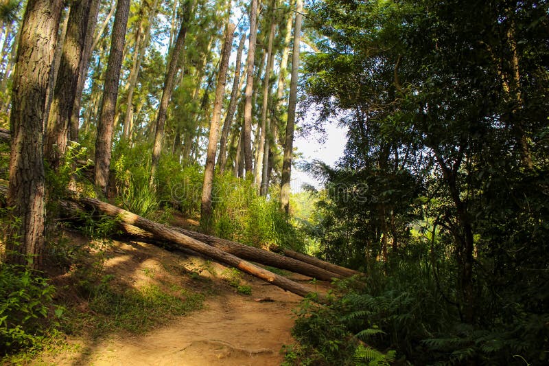 Broken Trees on the Path To Nine Arch Bridge in Ella, Sri Lanka Stock ...