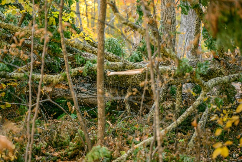 Broken Trees after a Storm. Stock Image - Image of fall, destruction ...