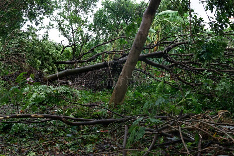 Broken Trees after a Strong Storm Stock Photo - Image of catastrophe ...