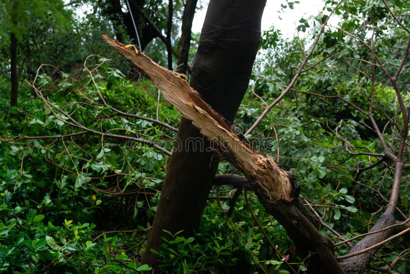 Broken Trees after a Strong Storm Stock Image - Image of green ...
