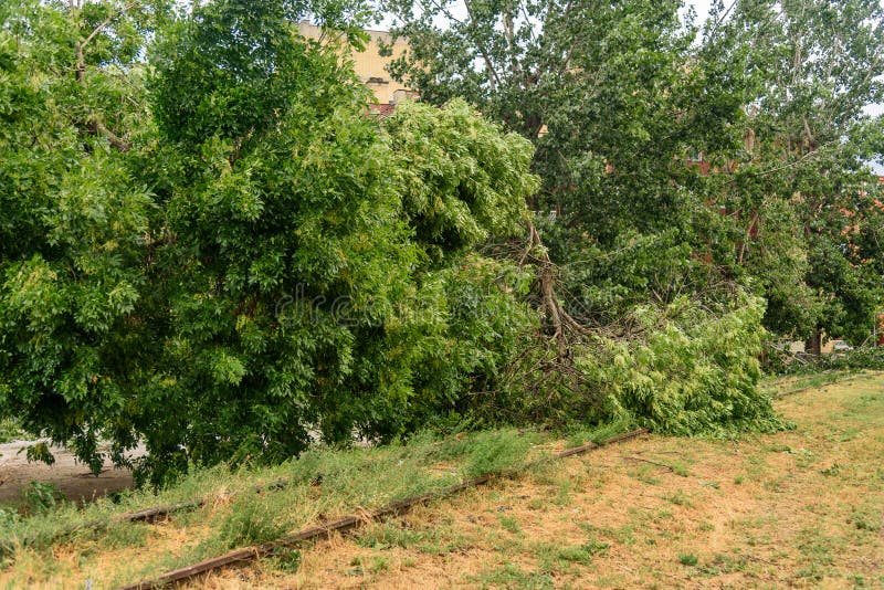 Broken Trees after a Strong Storm Went through Stock Image - Image of ...