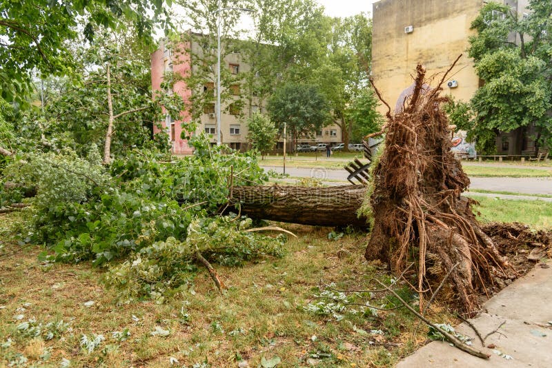 Broken Trees after a Strong Storm Went through Stock Image - Image of ...