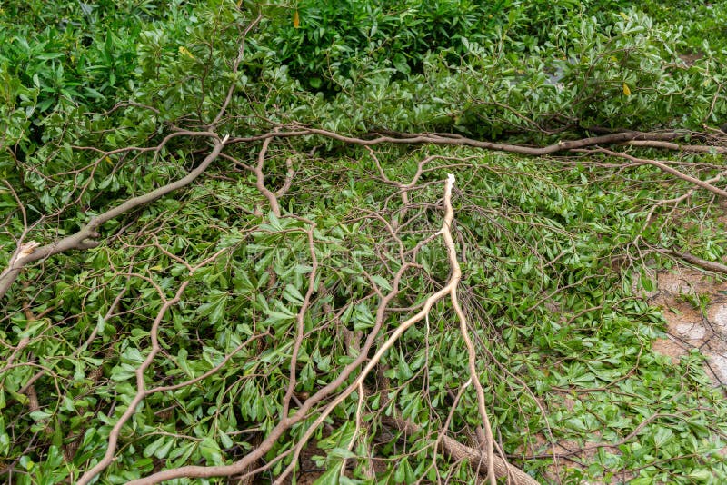 Broken Trees after a Strong Storm Stock Photo - Image of green, grass ...