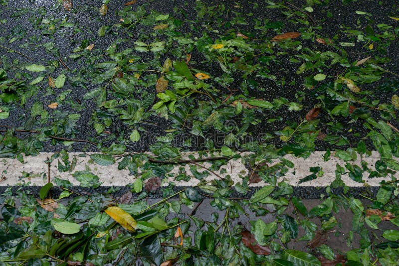 Broken Trees after a Strong Storm Stock Image - Image of grass, green ...