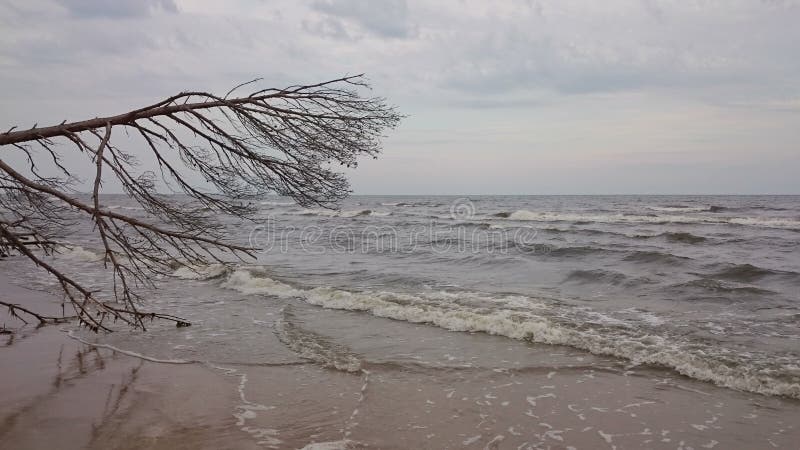Waves Hitting Against the Trees Stock Photo - Image of trees, waves ...