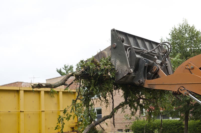 Broken Trees stock photo. Image of nature, broken, branches - 42905464