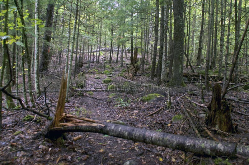 Broken Trees on Wilderness Walking Path in Adirondacks Stock Photo ...