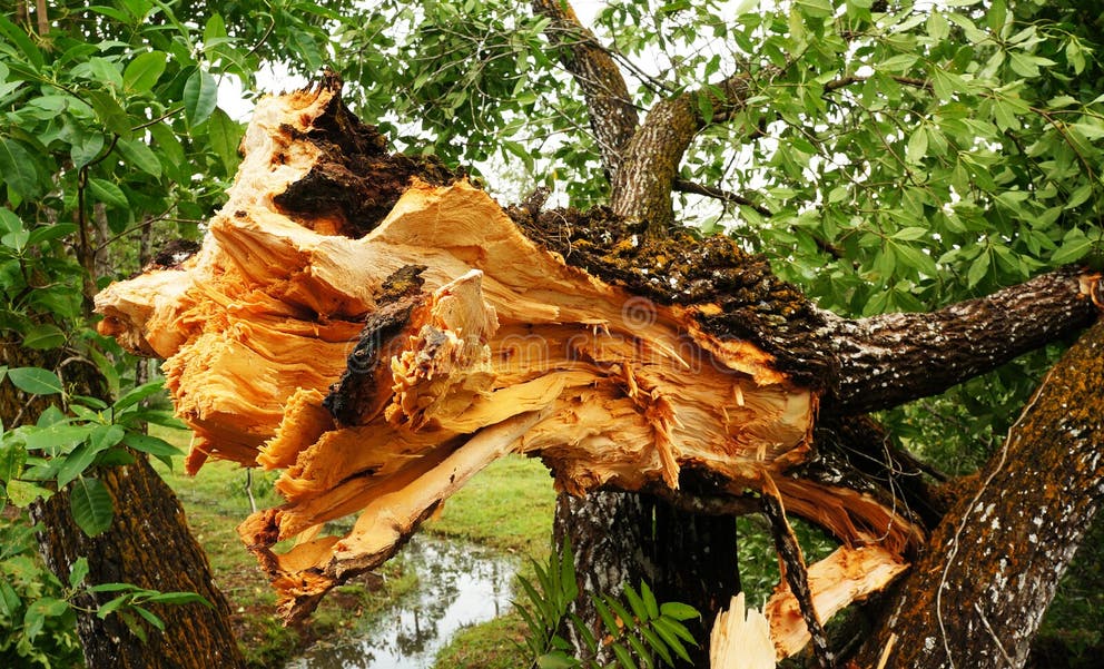 Broken Tropical Tree Trunk after Heavy Storm Stock Photo - Image of ...