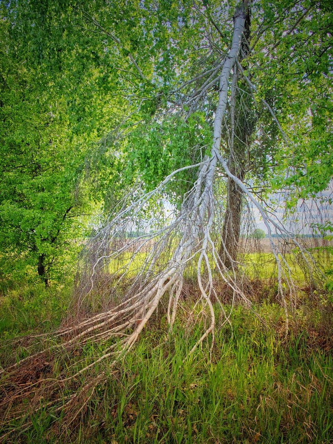 Broken Trunk of a Birch Tree in a Grove. Scenery Stock Image - Image of ...