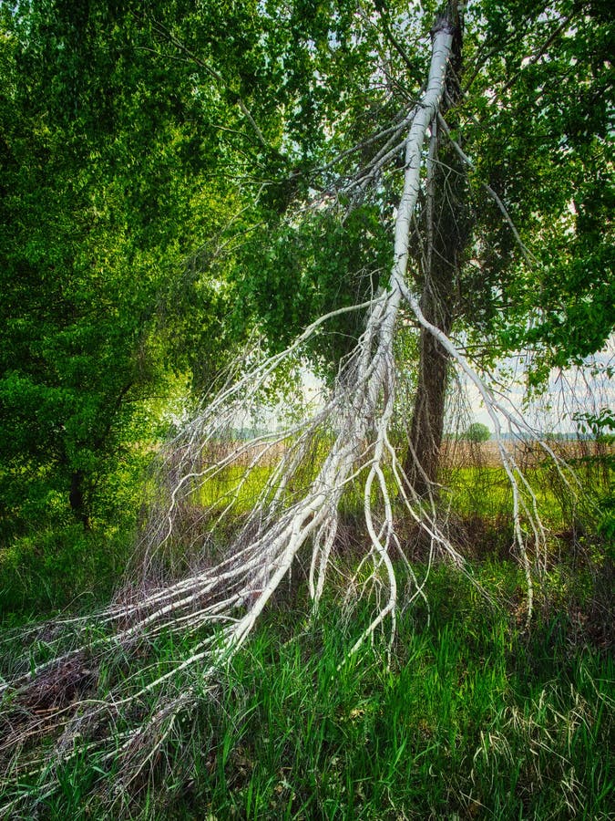 Broken Trunk of a Birch Tree in a Grove. Scenery Stock Image - Image of ...