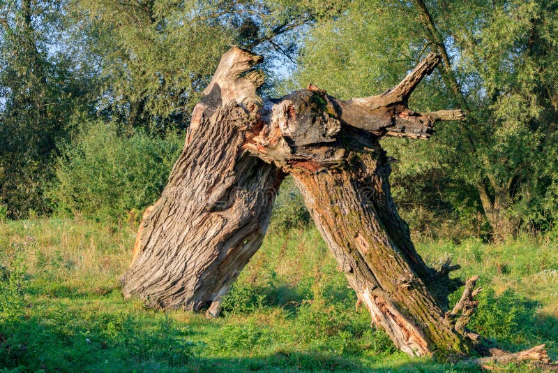 Broken Trunk of a Large Dry Tree on the Background of Green Bush Stock ...
