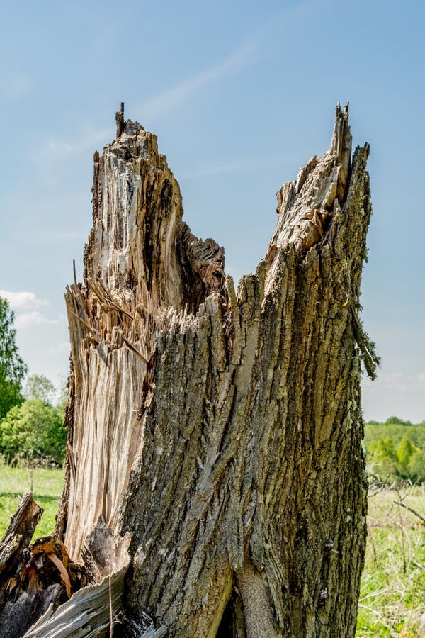The Broken Trunk of a Large Old Tree, Nature Abstract Background Stock ...