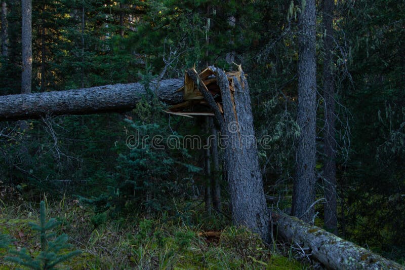 Broken Trunk in the Middle of the Forest Stock Image - Image of tourism ...