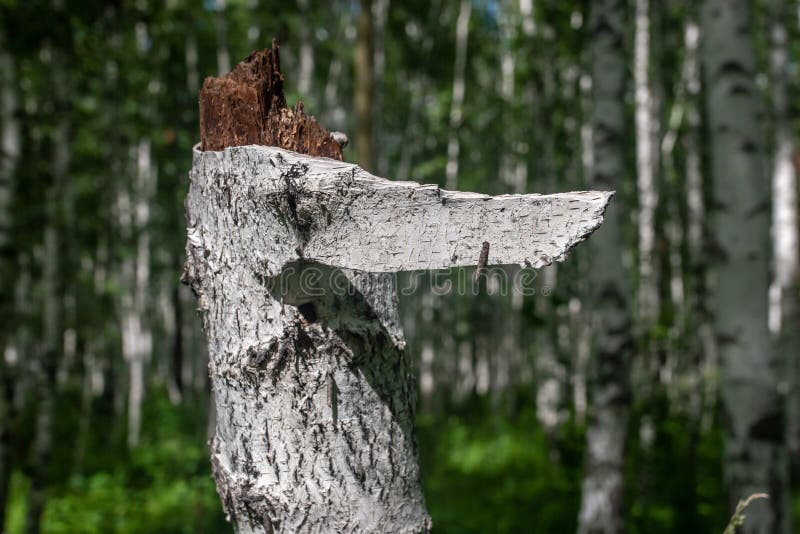 Broken Trunk of an Old Birch with a Torn Off Bark in the Form of a ...