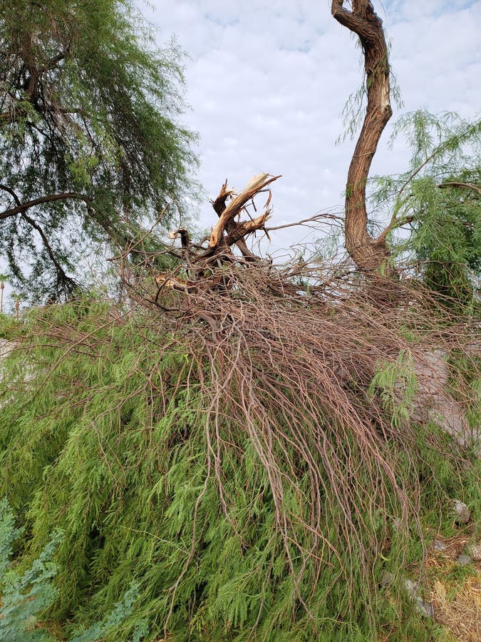 Broken Mesquite Tree Trunk stock image. Image of mesquite - 122926679