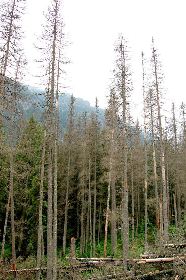 421 Broken Scrub Stock Photos - Free & Royalty-Free Stock Photos from ...