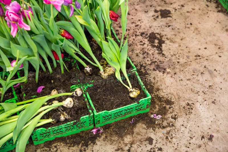 Broken tulip stock photo. Image of broken, green, celebration - 31306782