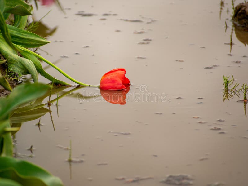 Broken tulip discarded stock photo. Image of promises - 124748800