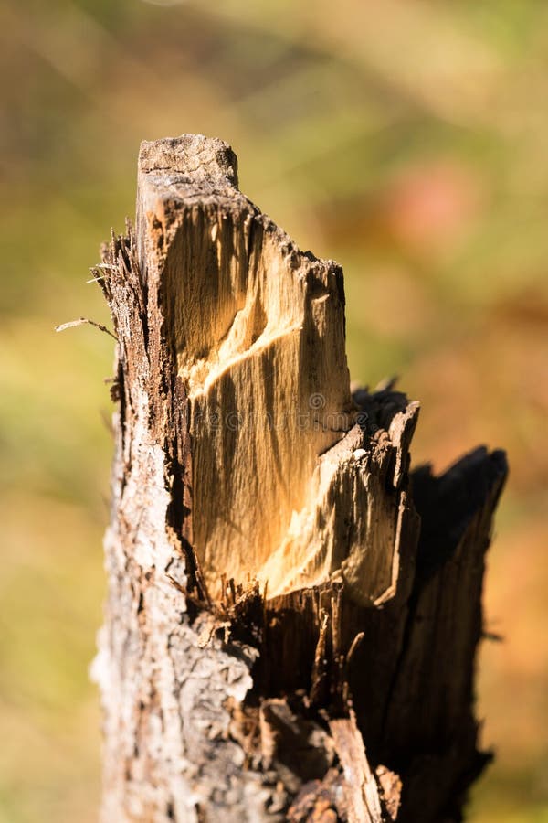 Broken Twig On Wet Stone Below Increased Water Level. Stock Image ...