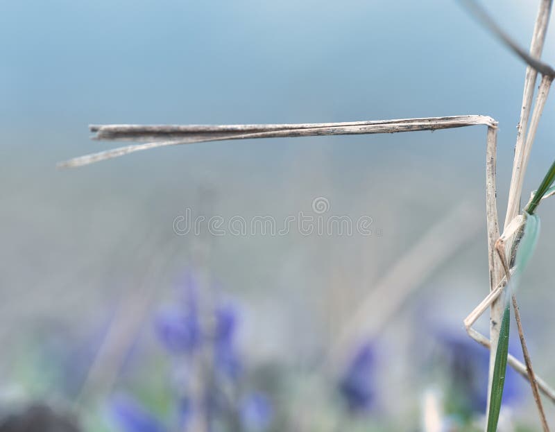 Broken Twig on Wet Stone Below Increased Water Level. Stock Image ...