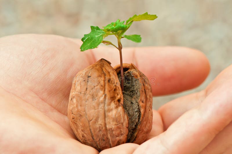 Broken nut shell stock image. Image of natural, ground - 29733729