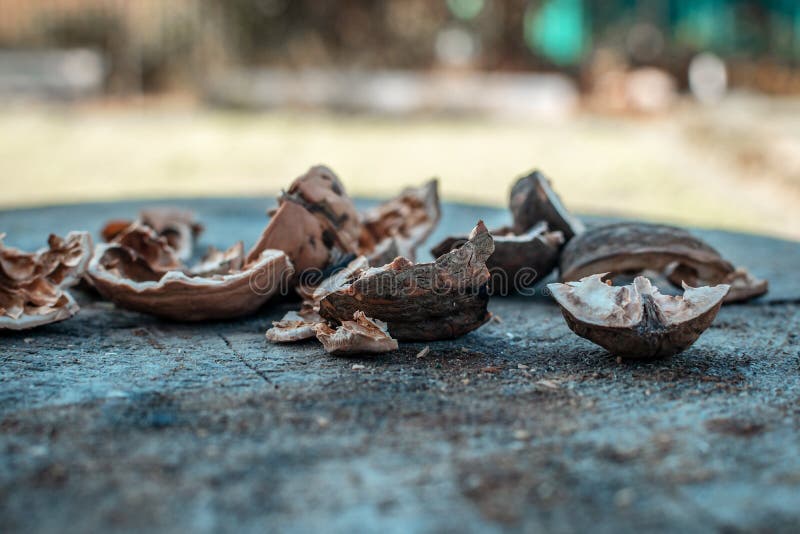 179 Falling Shells Stock Photos - Free & Royalty-Free Stock Photos from ...