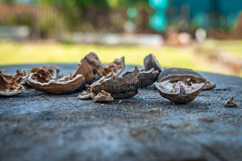 Broken Walnut Shells Lying on a Wooden Surface. Outdoor Side View Stock ...