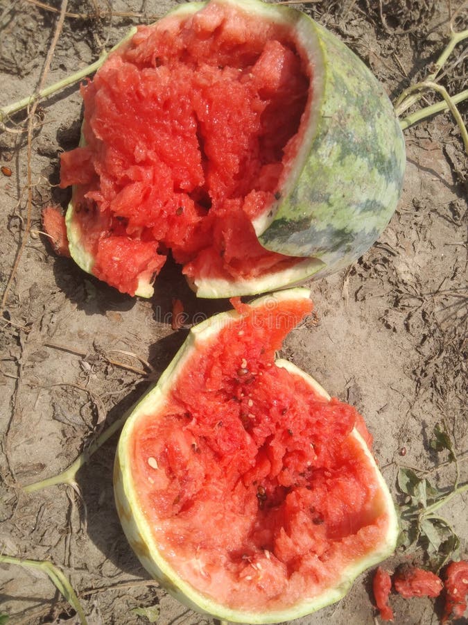 Broken watermelon stock photo. Image of watermelon, vitamin - 281420978