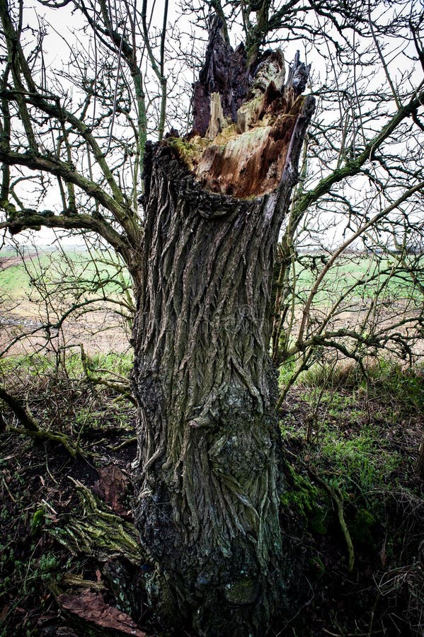 Broken Willow Tree in Hedge Stock Image - Image of hedge, lightening ...