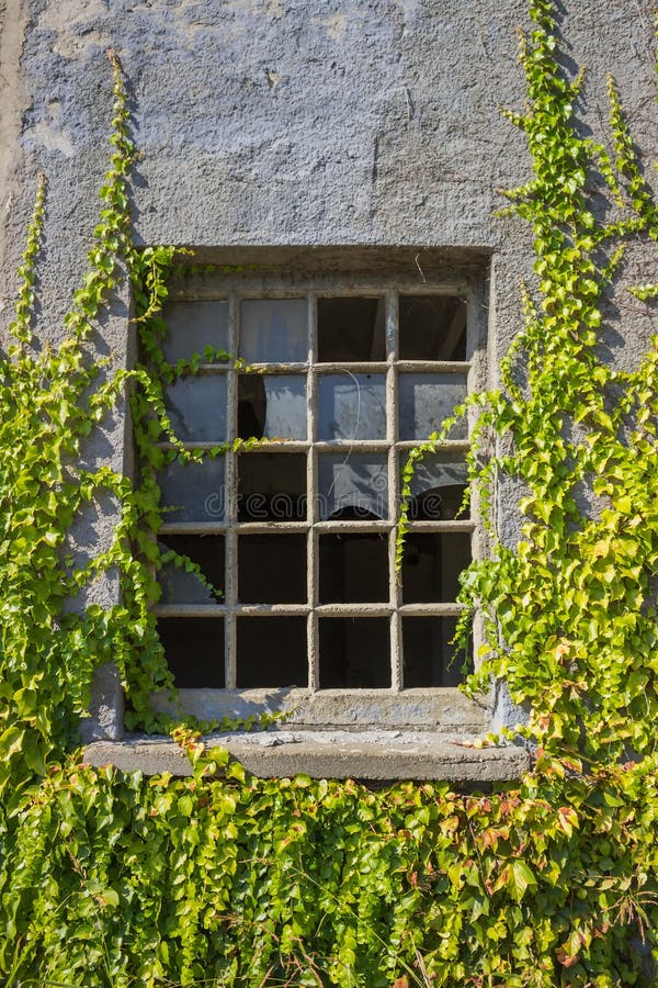 Broken window with vines stock photo. Image of stone - 33005264