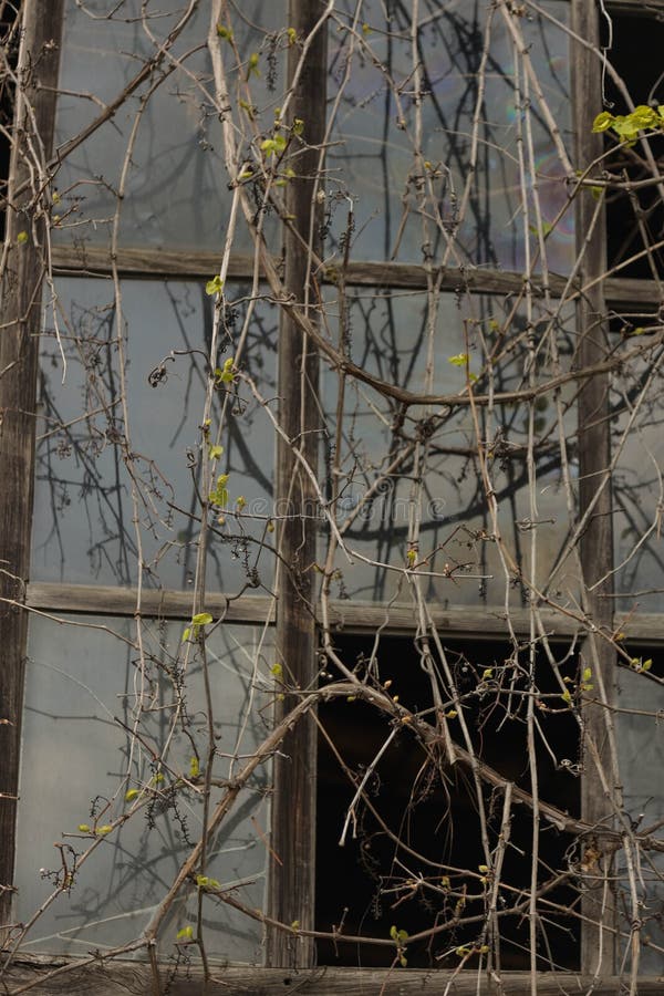 Broken Windows Shrouded in Trees Stock Photo - Image of architecture ...