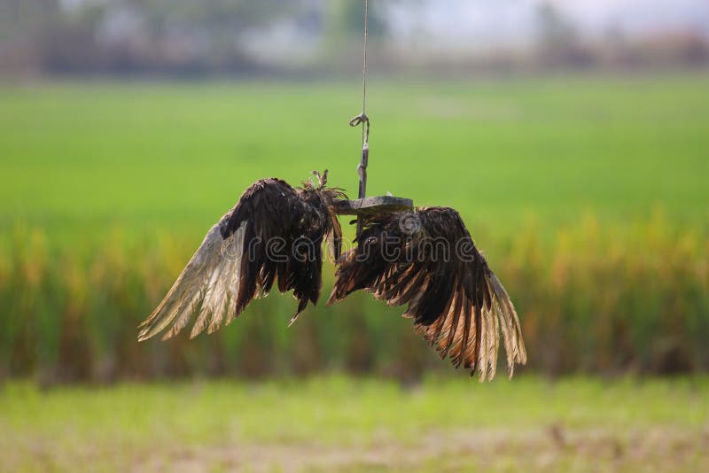 796 Bird Broken Wing Stock Photos - Free & Royalty-Free Stock Photos ...