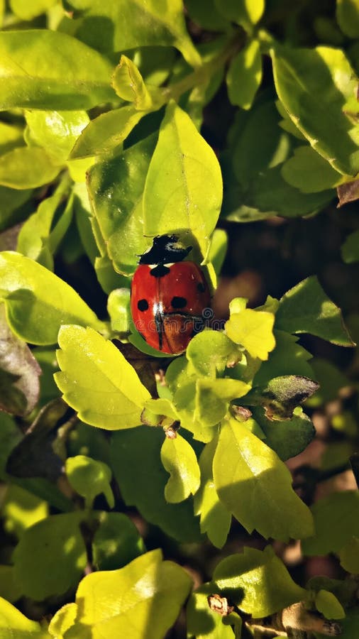 Ladybug stock photo. Image of sunbathing, ladybug, broken - 108218338