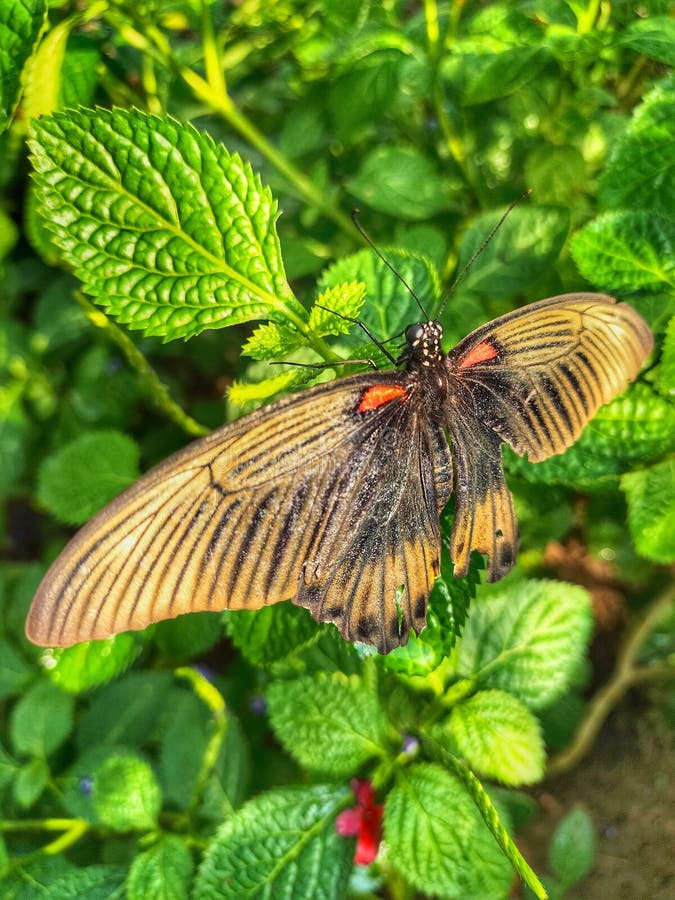 Broken wings butterfly stock photo. Image of insect - 301020096