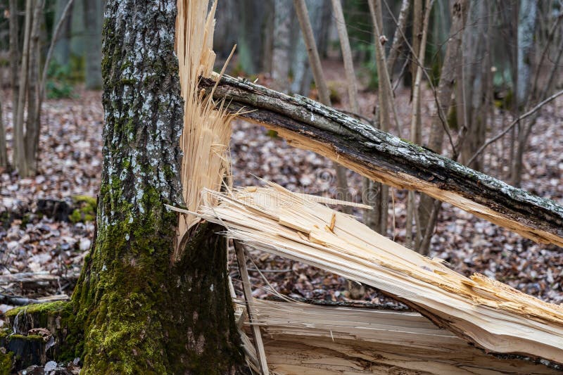Broken Wood. Wood Splinters, after the Storm Stock Image - Image of ...